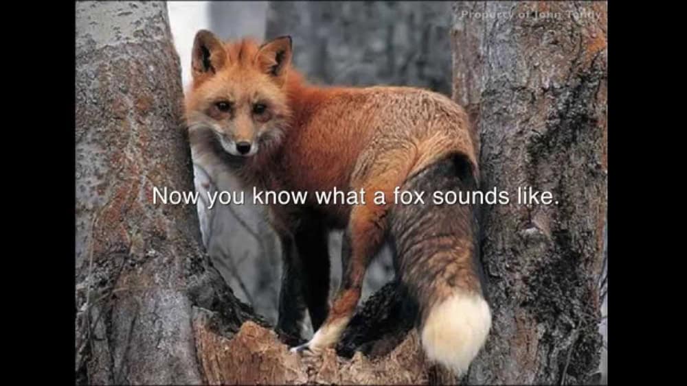 Does a Fox Sound Like a Woman Screaming - The True Wilderness