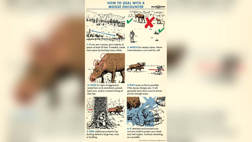 What to Do If You Encounter a Moose Hiking: Stay Safe and Calm - The ...